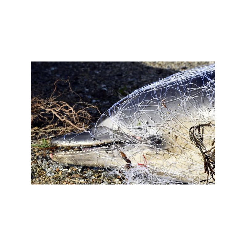 BANANA PINGER pour DAUPHINS ET MARSOUINS
